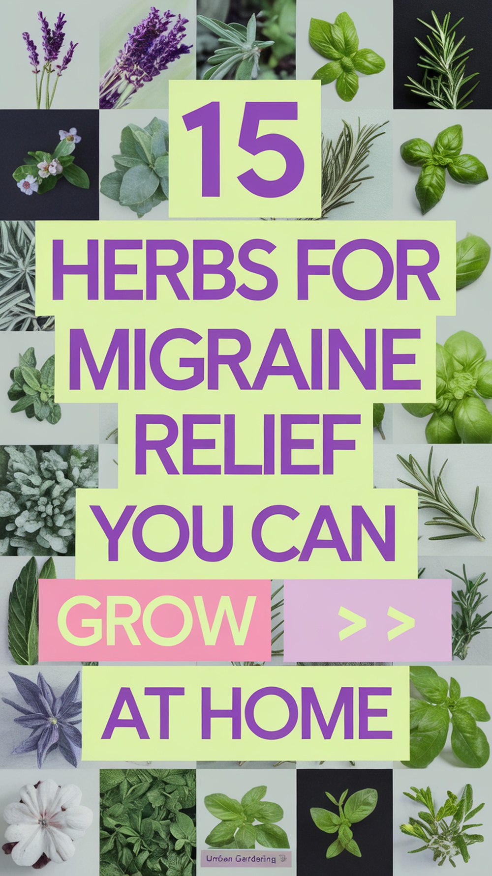 15 Herbs for Migraine Relief You Can Grow at Home - Urban Gardening HQ