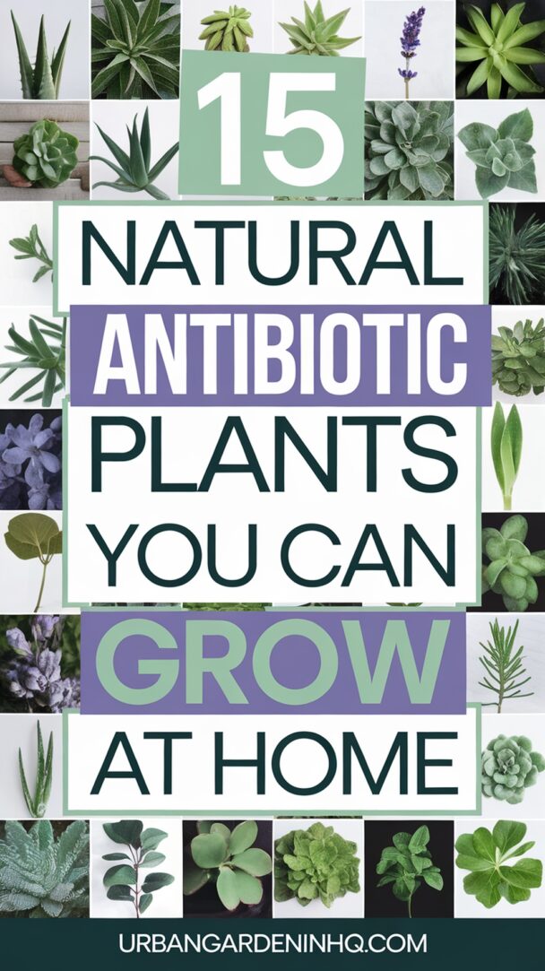 15 Natural Antibiotic Plants You Can Grow at Home - Urban Gardening HQ