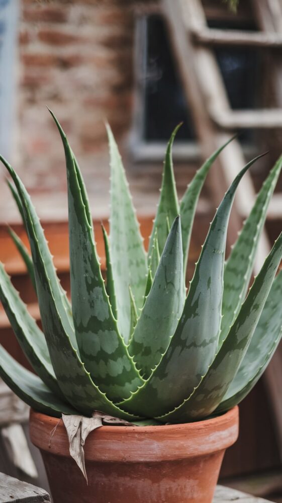 15 Natural Antibiotic Plants You Can Grow at Home - Urban Gardening HQ