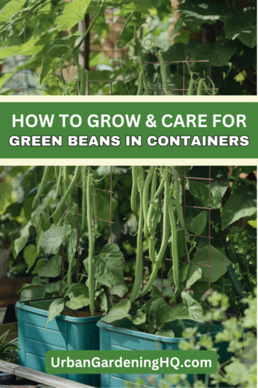 How I Grow and Care for Green Beans in Containers - Urban Gardening HQ
