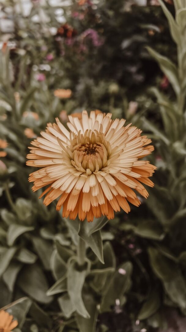 15 Natural Antibiotic Plants You Can Grow at Home - Urban Gardening HQ