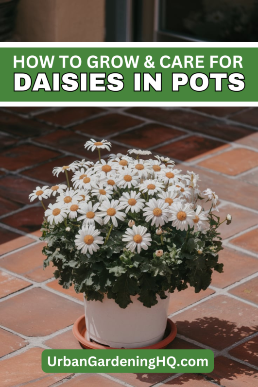 How I Grow and Care for Daisies in Pots - Urban Gardening HQ