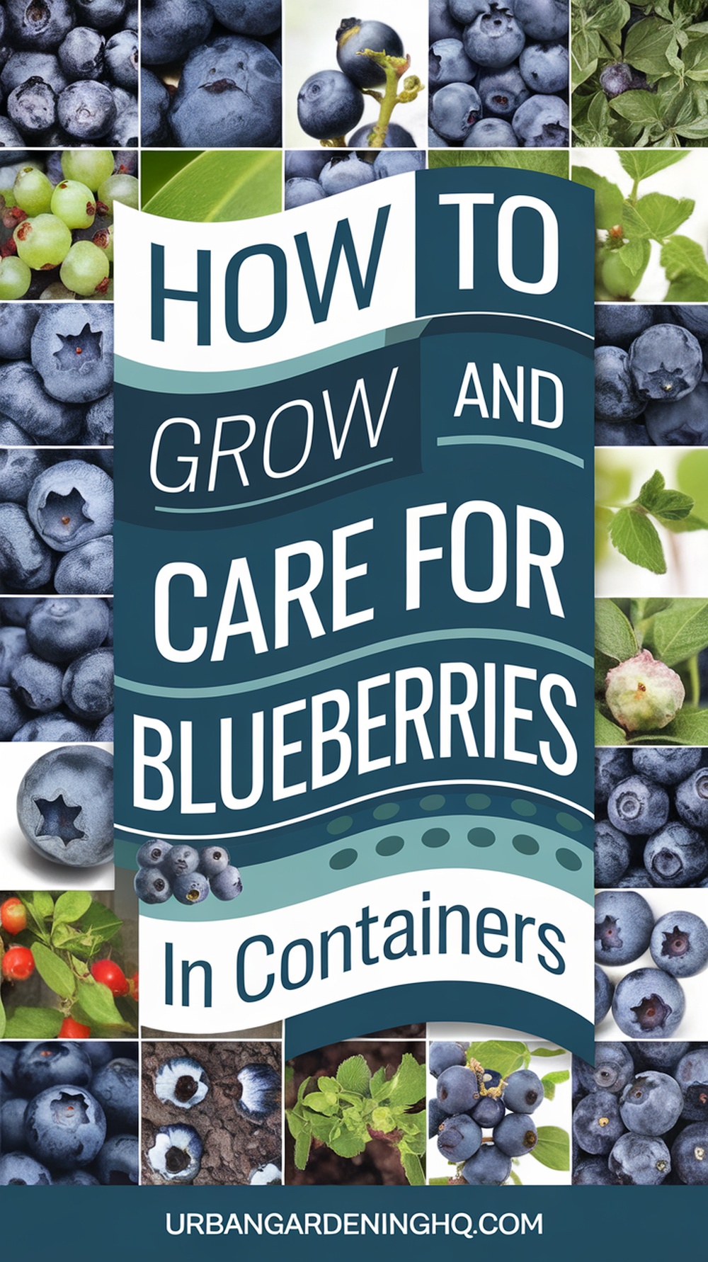 How I Grow and Care for Blueberries in Containers - Urban Gardening HQ