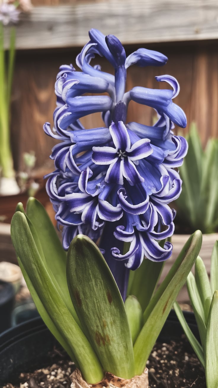 15 Must-Grow Early Spring Flowers for a Colorful Garden - Urban ...