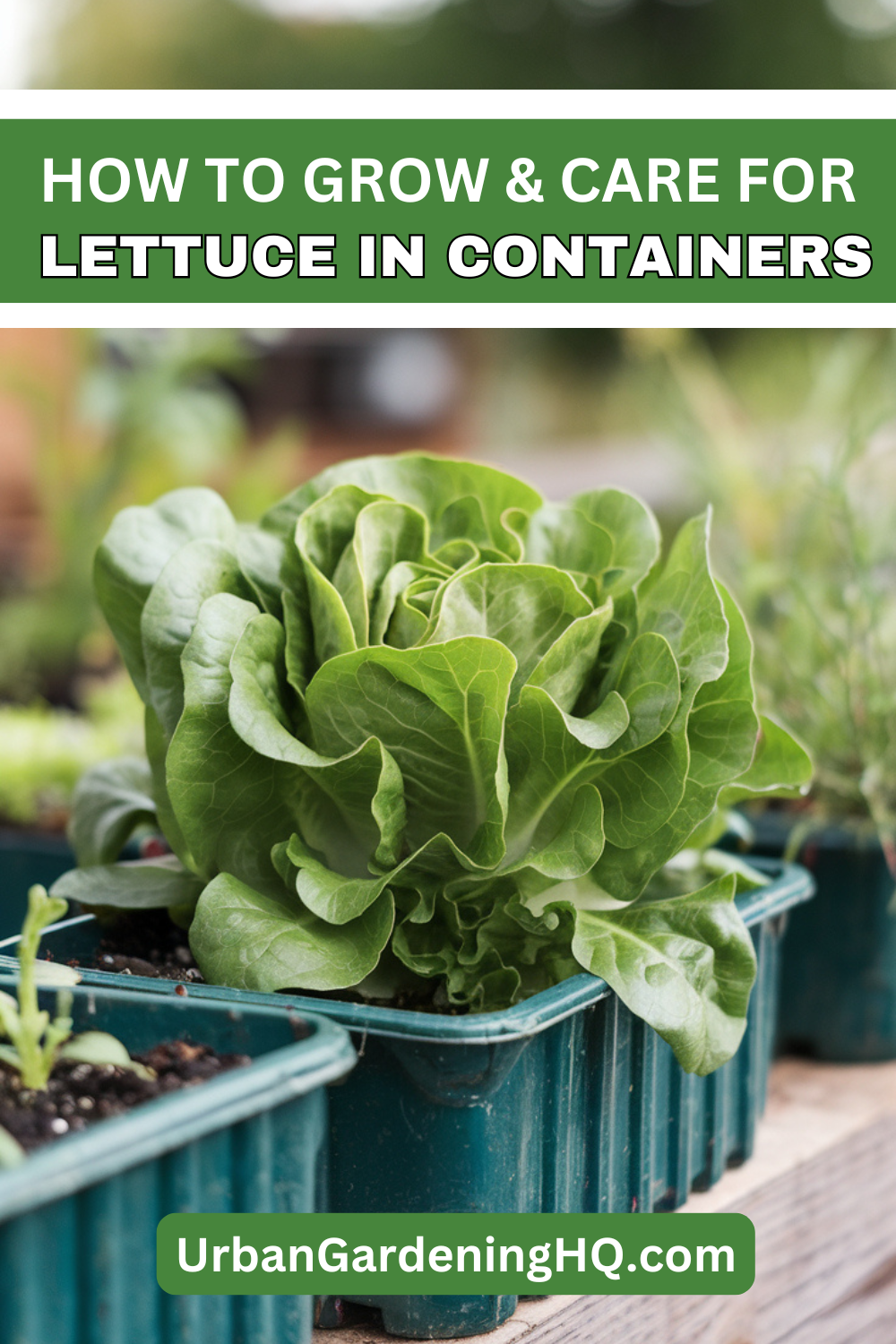 How I Grow and Care for Lettuce in Containers - Urban Gardening HQ