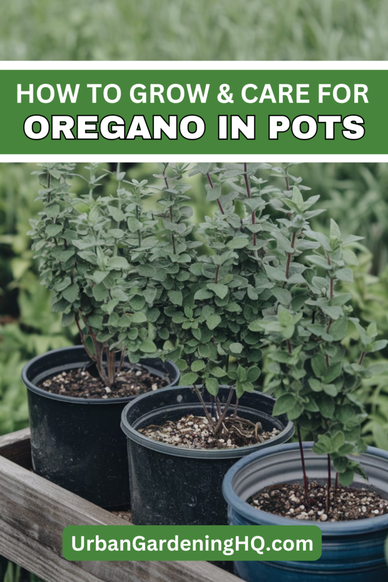 How I Grow and Care for Oregano in Pots - Urban Gardening HQ