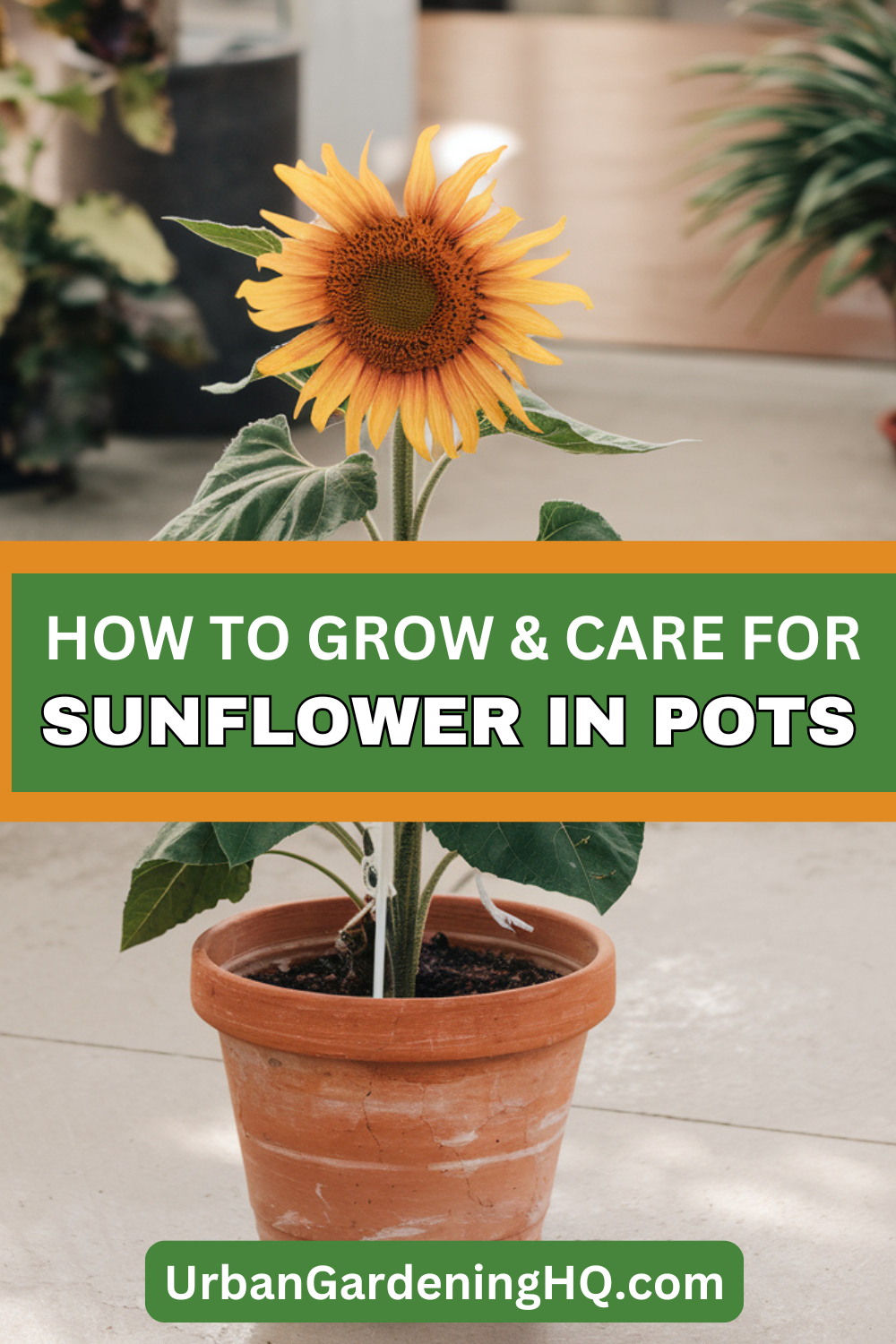 How to Grow and Care for Sunflowers in Pots - Urban Gardening HQ