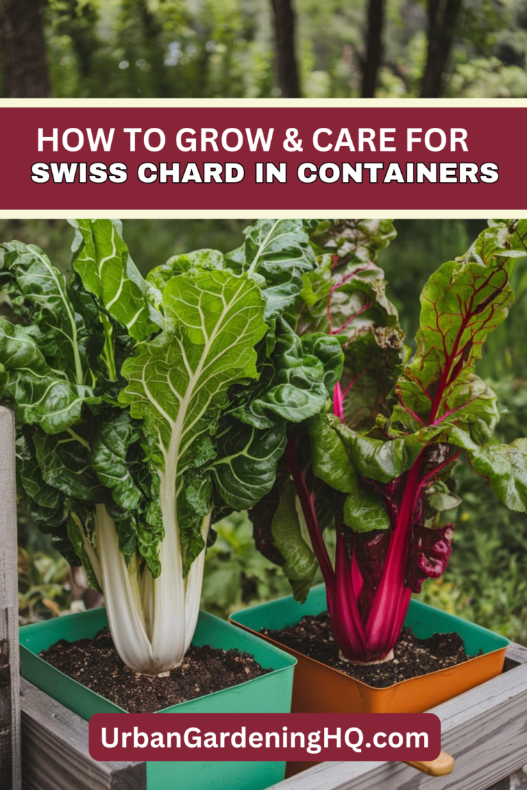 How I Grow and Care for Swiss Chard in Containers - Urban Gardening HQ