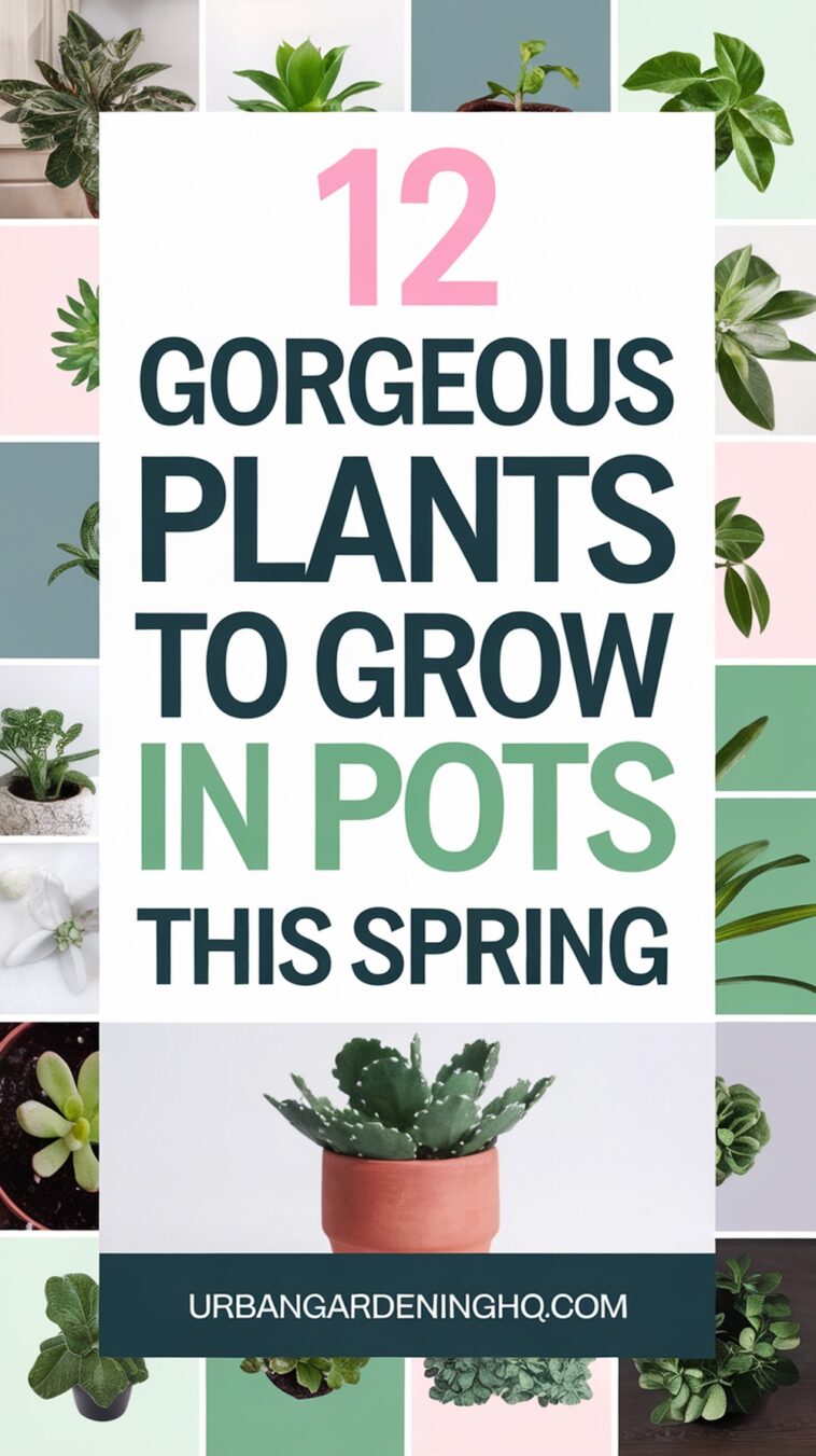 Spring Container Gardening: 12 Gorgeous Plants to Grow in Pots
