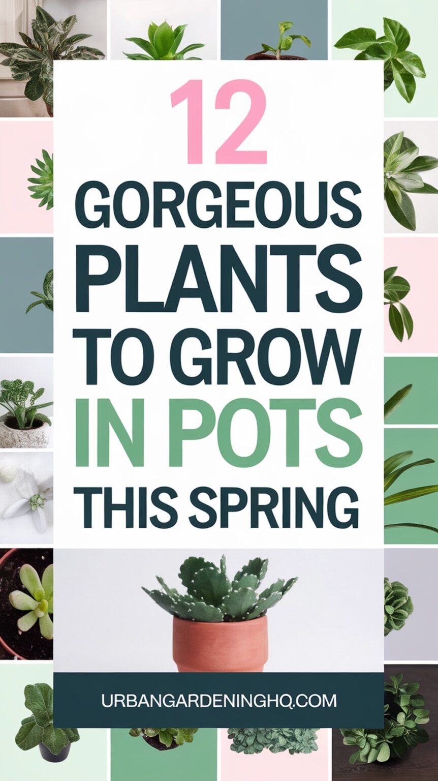 Spring Container Gardening: 12 Gorgeous Plants to Grow in Pots