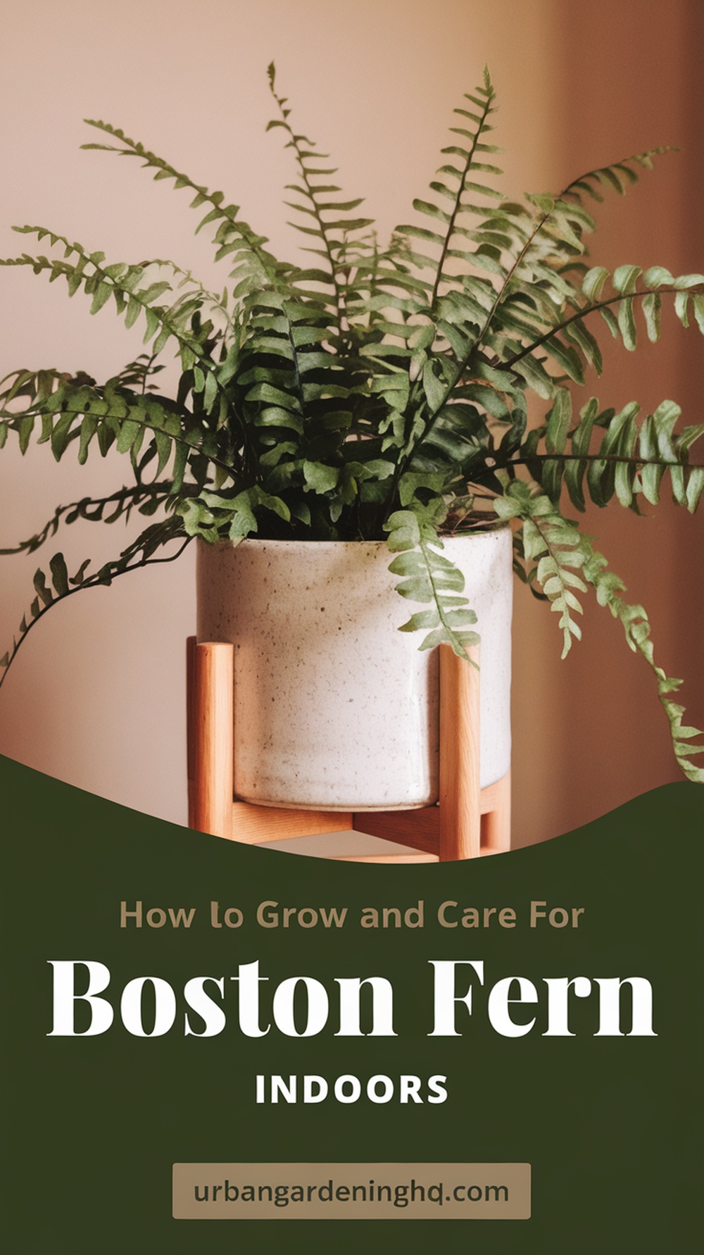 Tips for Thriving Boston Fern Houseplants
