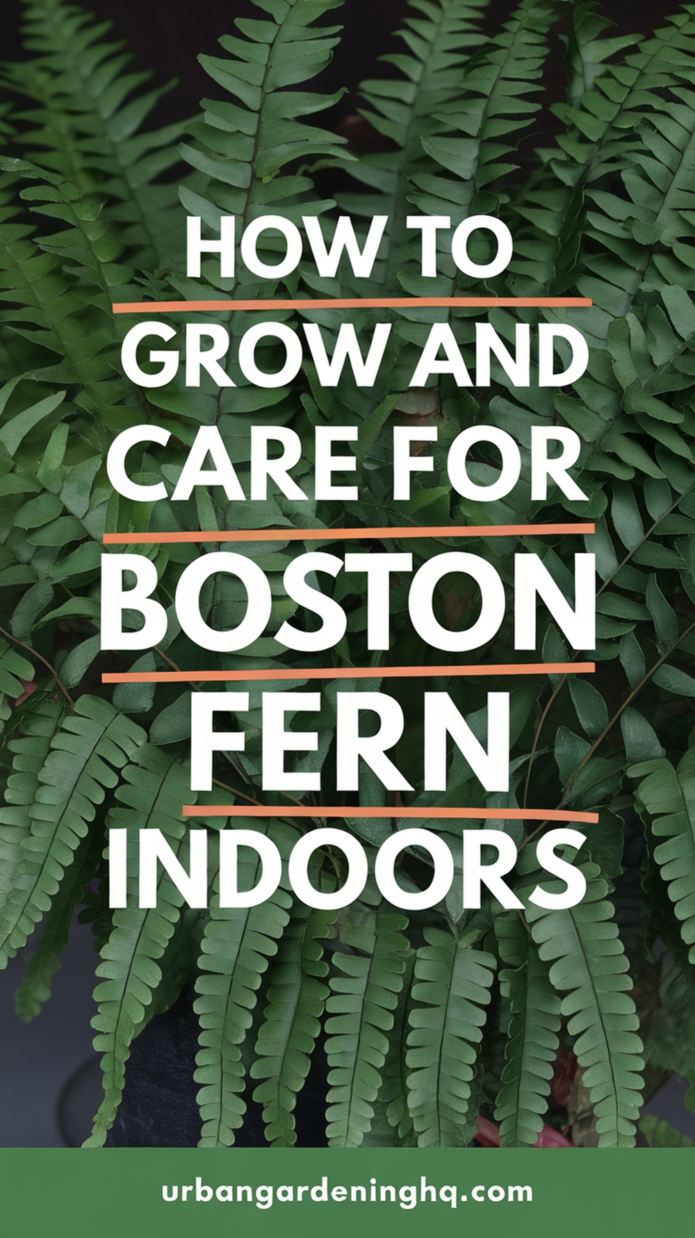Tips for Thriving Boston Fern Houseplants