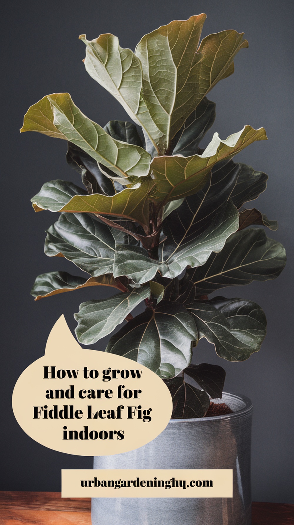 Grow a Thriving Fiddle Leaf Fig: Expert Tips & Care Guide