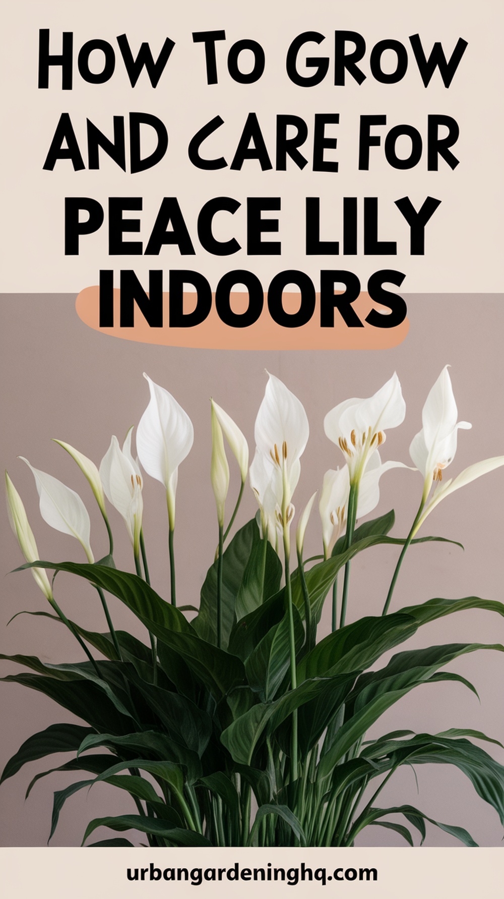 Peace Lily: The Ultimate Care and Maintenance Guide