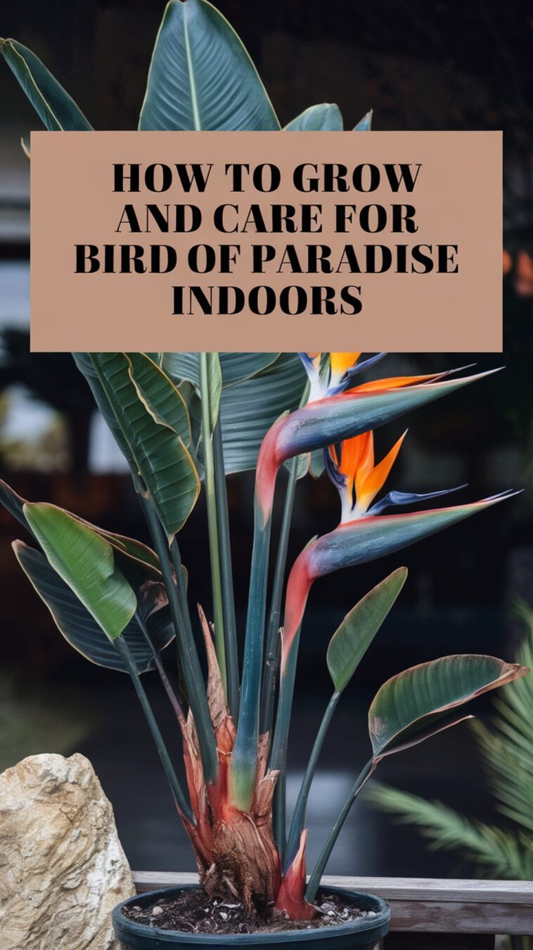 How to Grow and Care for Bird of Paradise (Strelitzia sp) Indoors