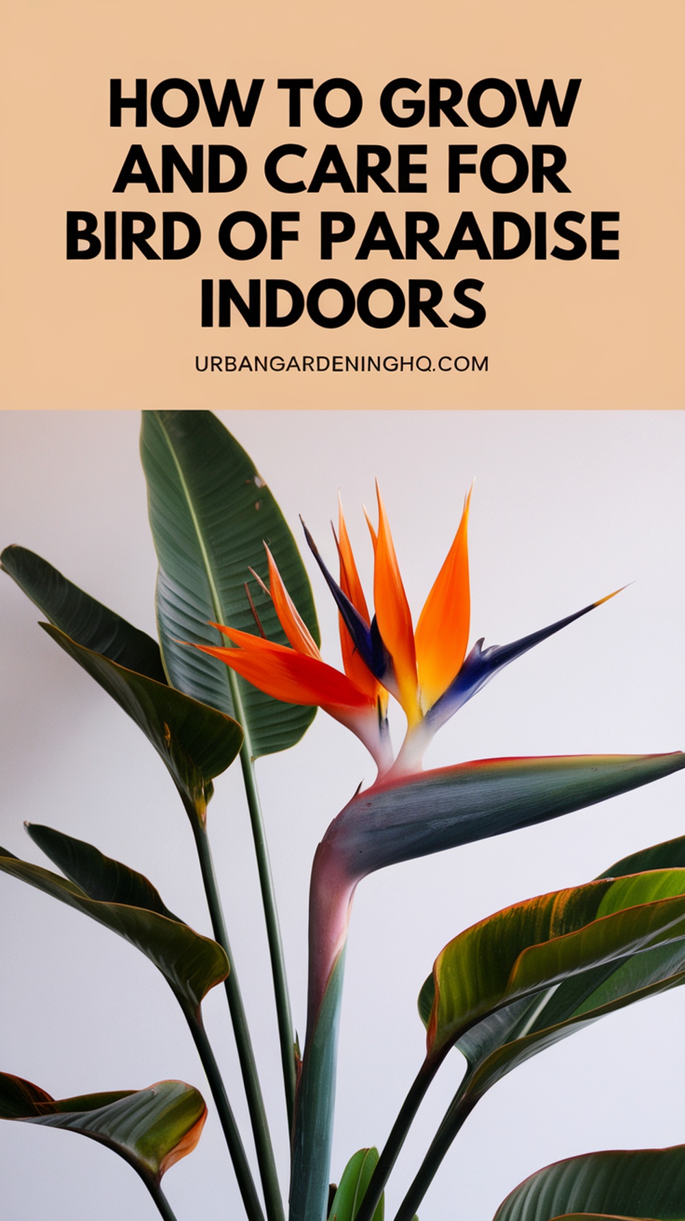 How to Grow and Care for Bird of Paradise (Strelitzia sp) Indoors