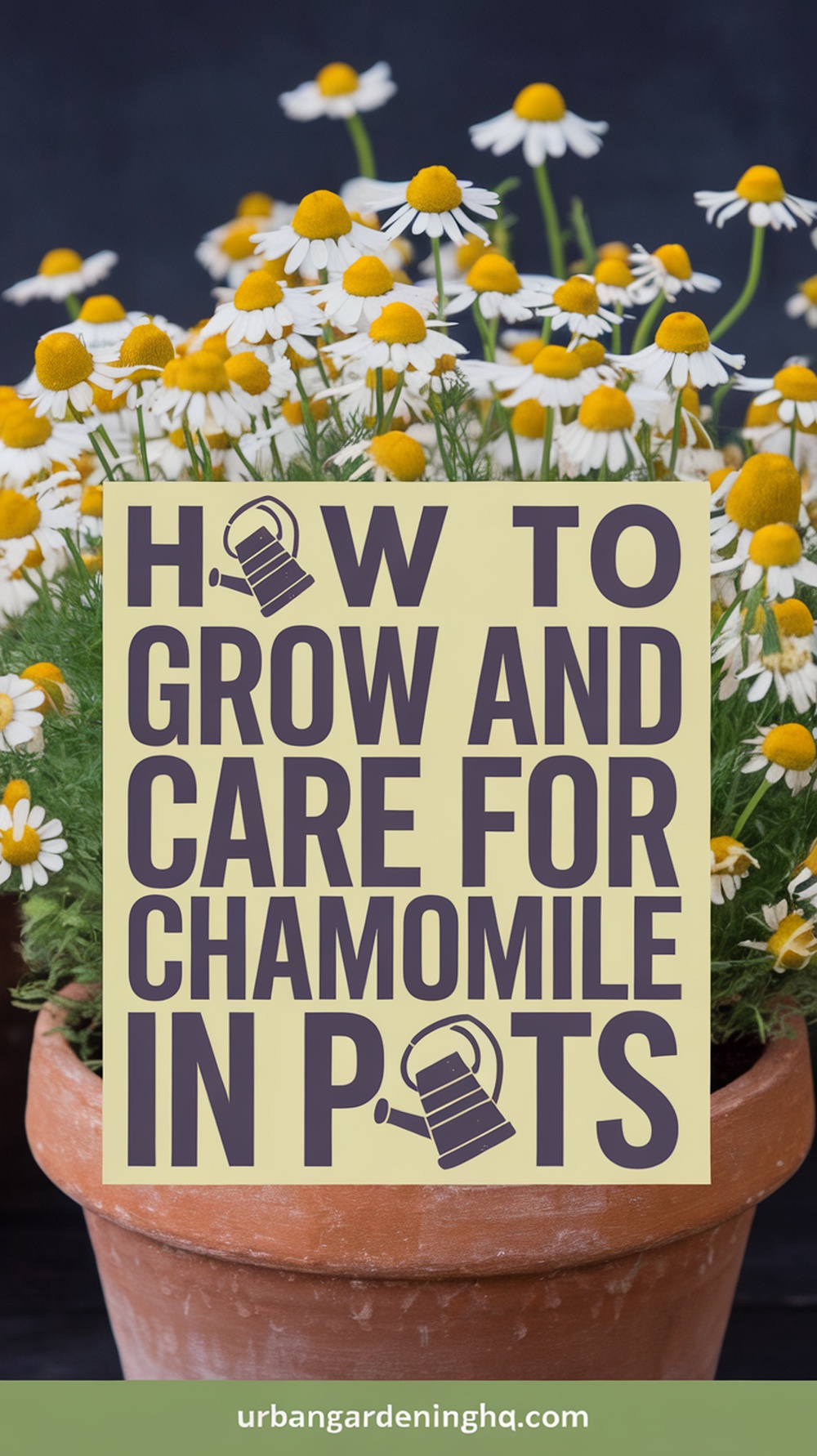 How to Grow and Care for Chamomile in Pots