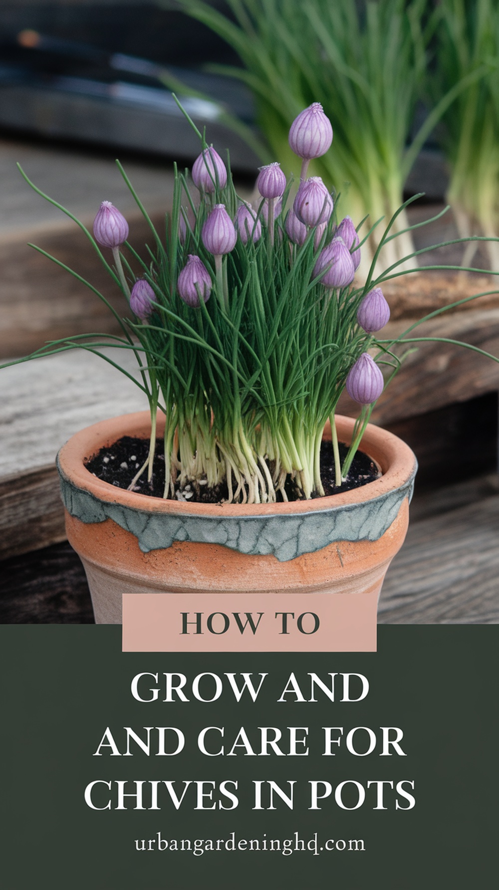 How to Grow and Care for Chives in Pots