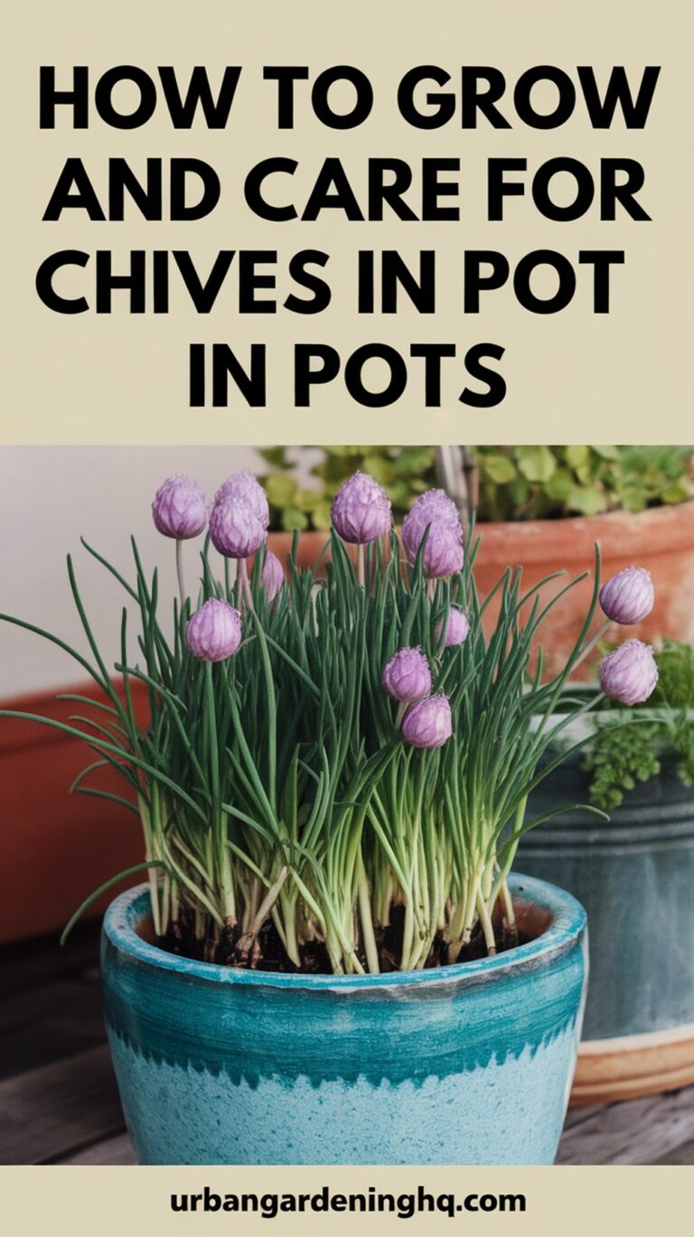 How to Grow and Care for Chives in Pots
