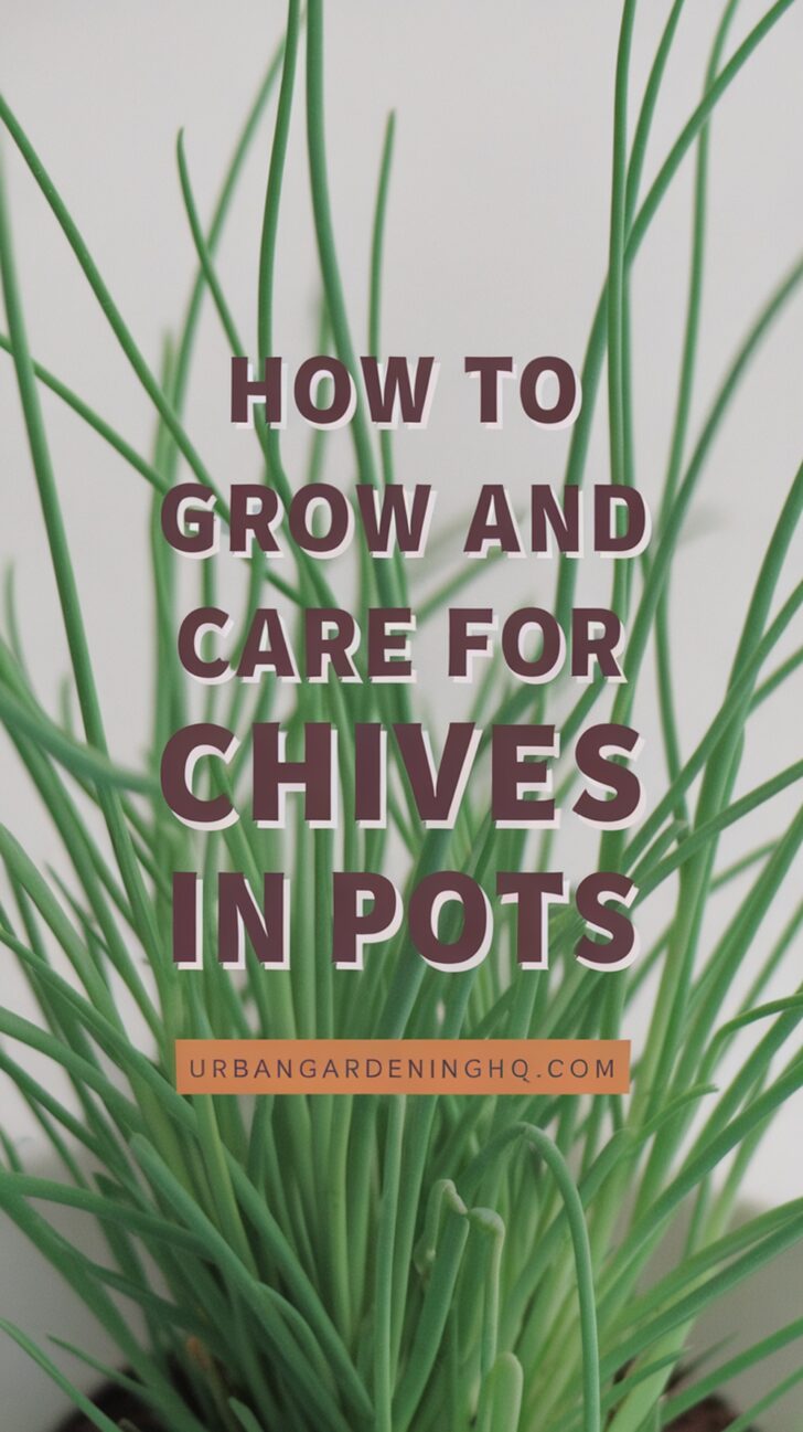 How to Grow and Care for Chives in Pots
