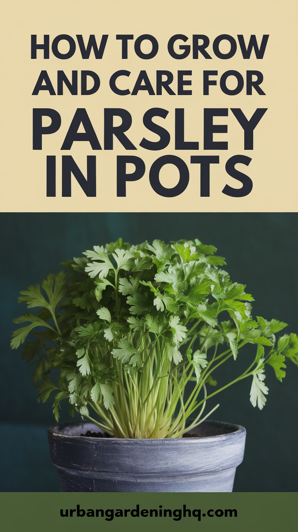 How to Grow and Care for Parsley in Pots