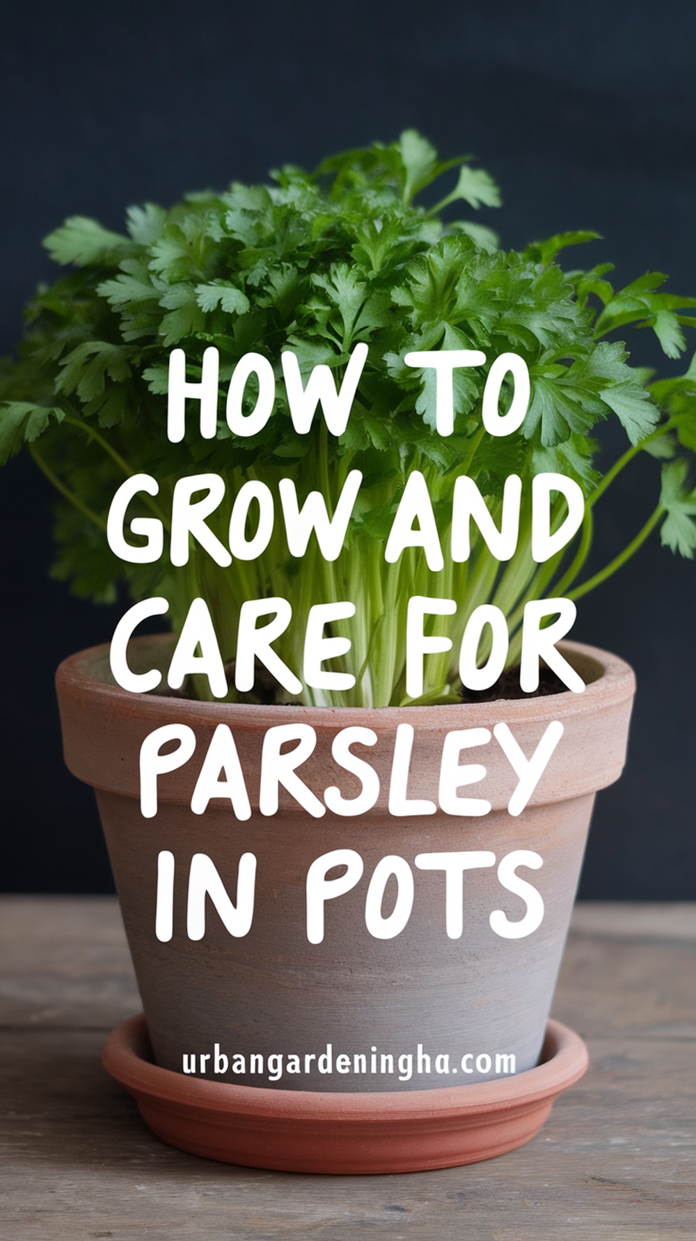 How to Grow and Care for Parsley in Pots