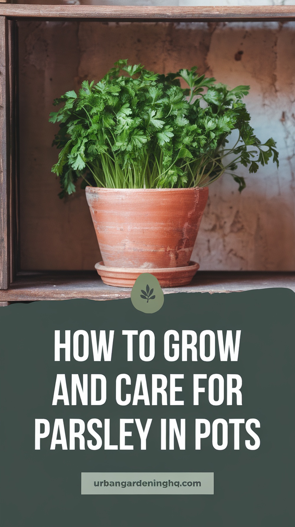 How to Grow and Care for Parsley in Pots