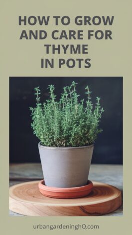 How to Grow and Care for Thyme in Pots