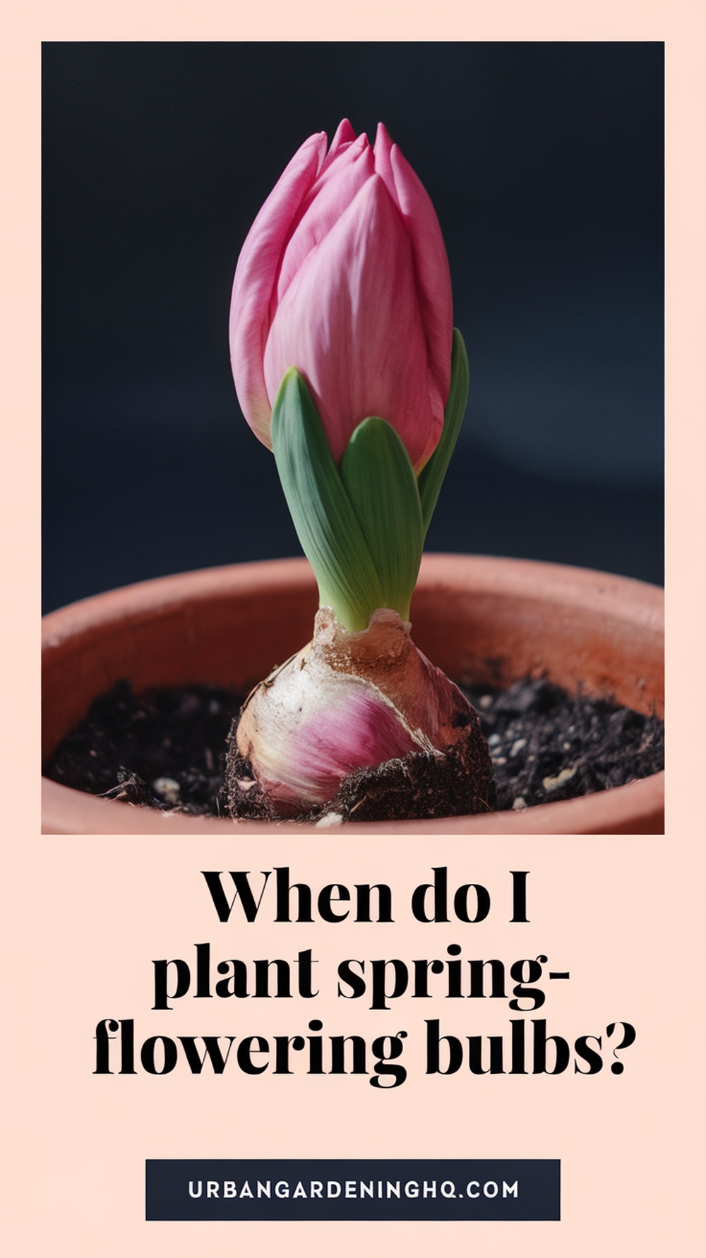 When Do I Plant Spring-Flowering Bulbs?