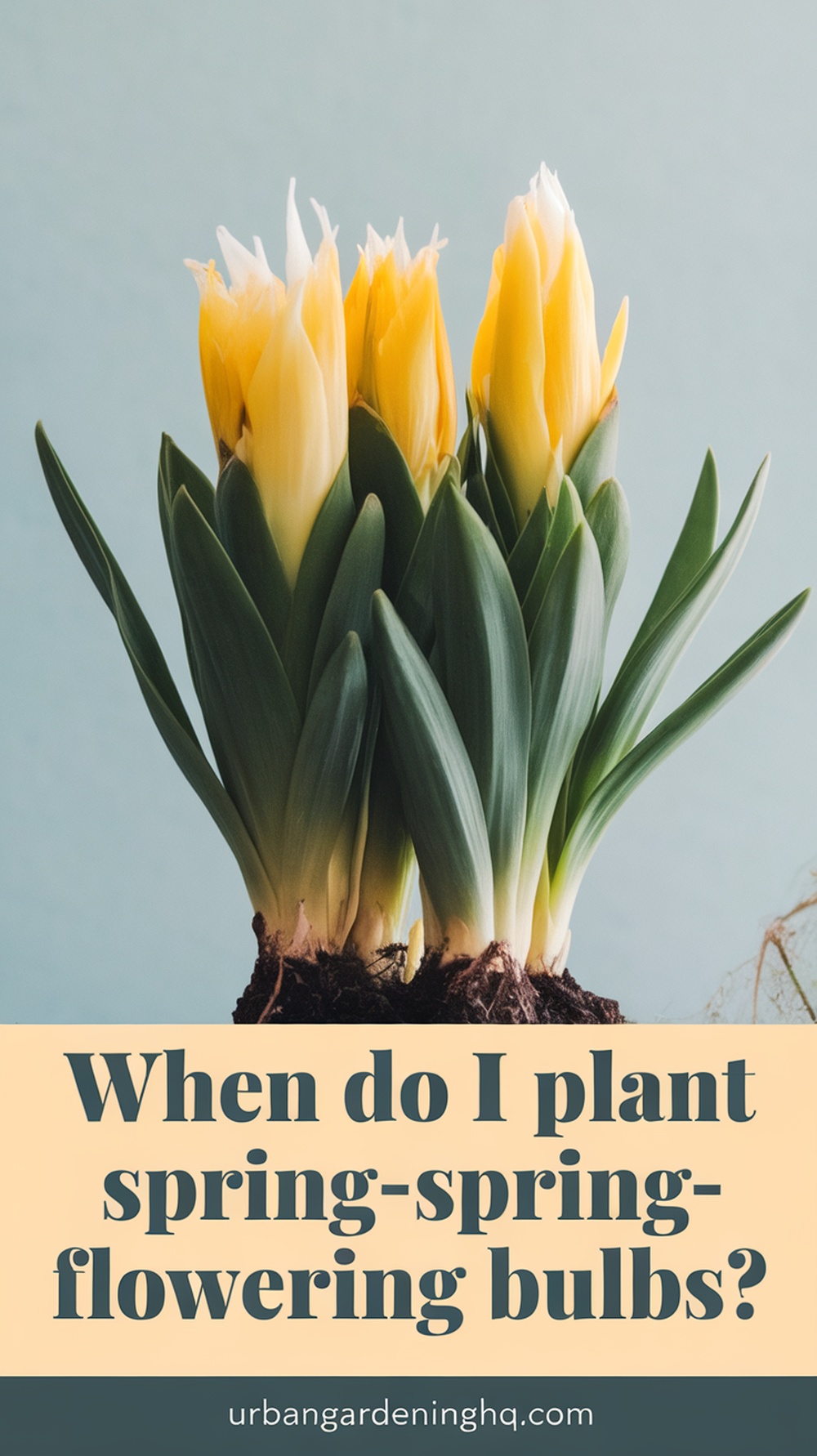 When Do I Plant Spring-Flowering Bulbs?