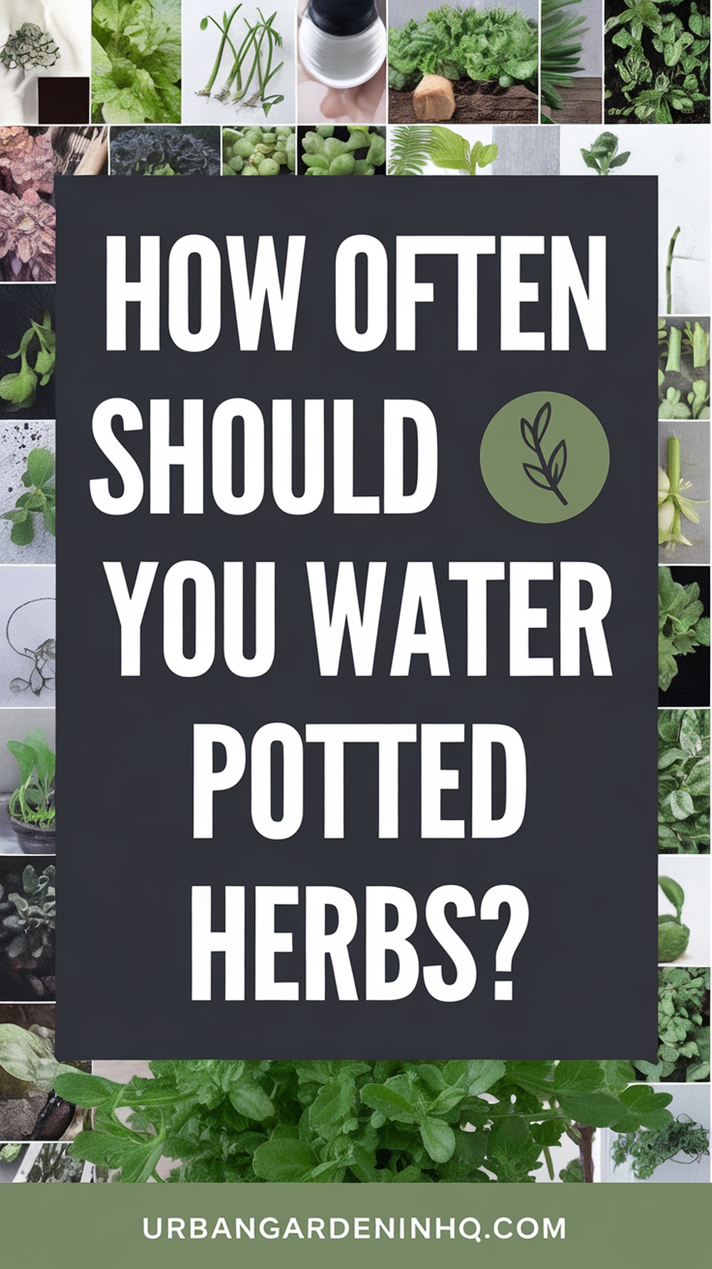 How Often Should You Water Potted Herbs? - Urban Gardening HQ