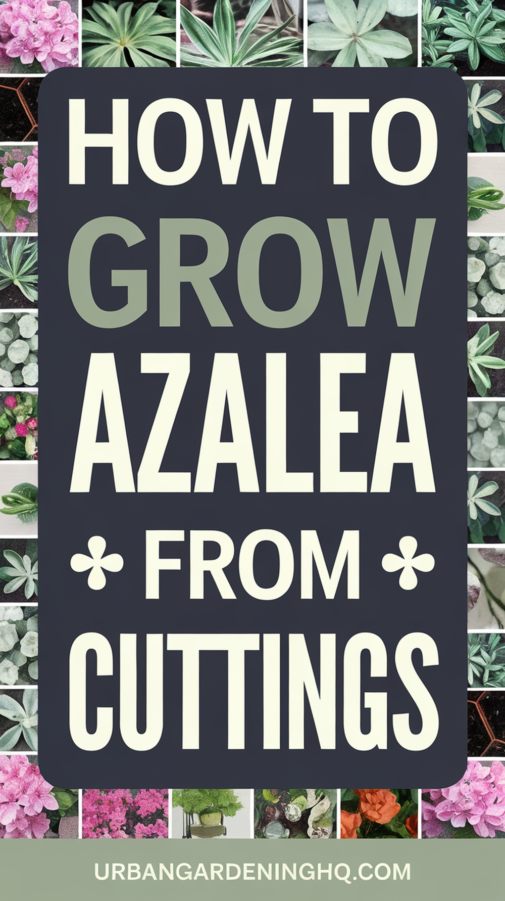 How to Grow Azalea from Cuttings - Urban Gardening HQ
