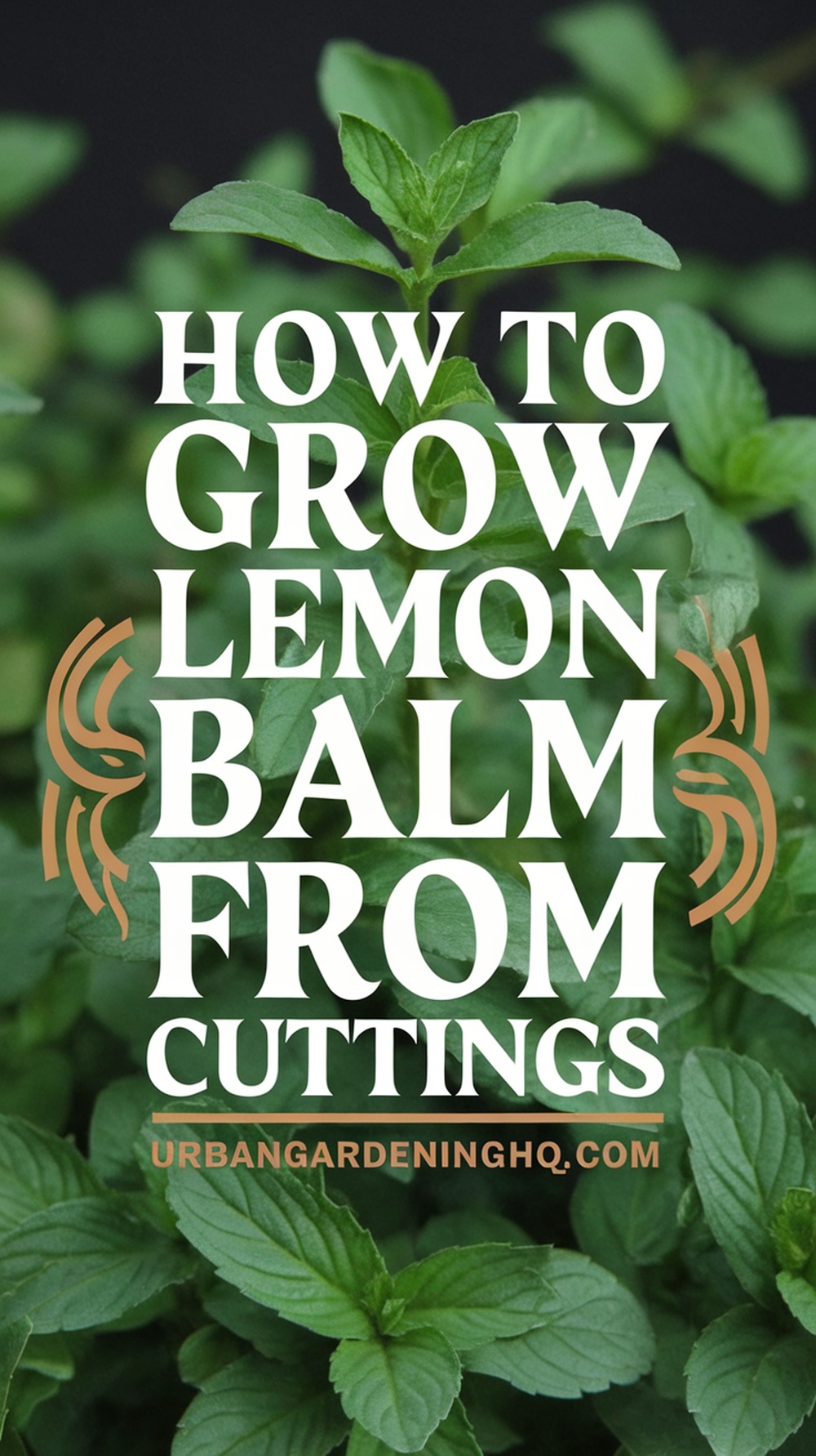 How to Grow Lemon Balm from Cuttings: My Simple Propagation Guide ...