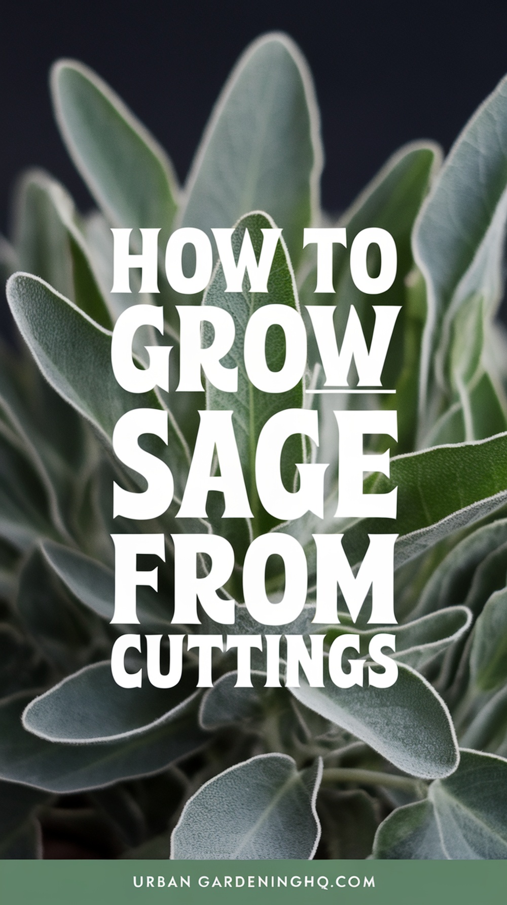 How to Grow Sage from Cuttings: My Simple Method for a Thriving Herb ...