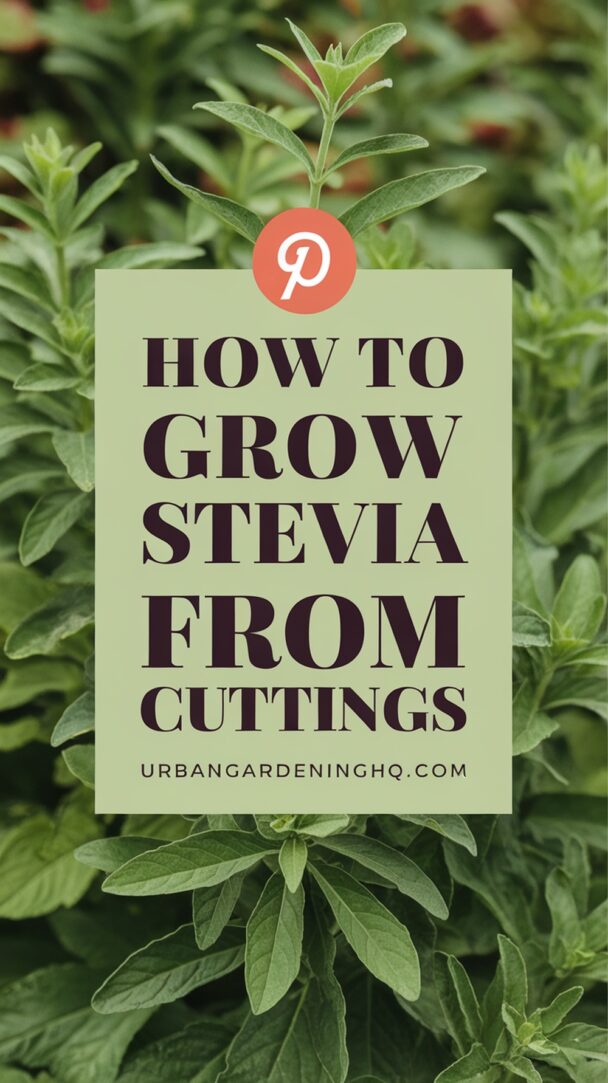 How to Grow Stevia from Cuttings: Naturally Sweet and Surprisingly ...