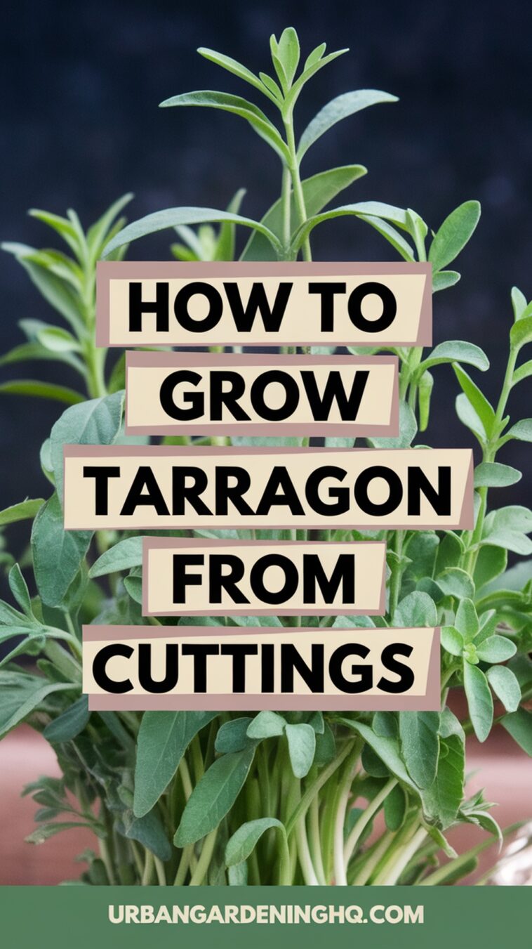 How to Grow Tarragon from Cuttings: My Go-To Method for This Elegant ...
