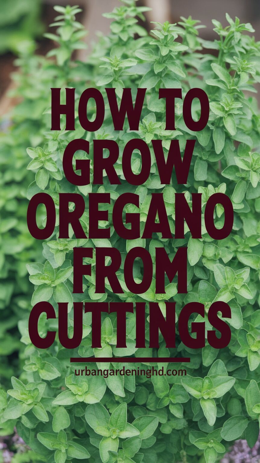How to Grow Oregano from Cuttings: A Simple and Rewarding Guide - Urban ...