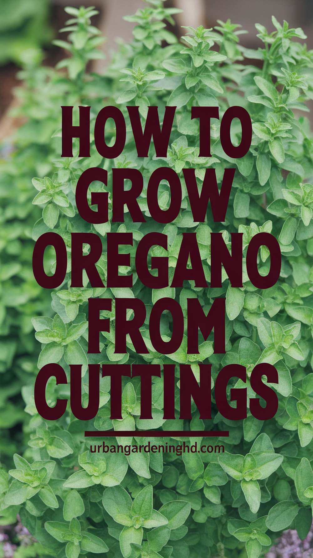 How to Grow Oregano from Cuttings: A Simple and Rewarding Guide - Urban ...